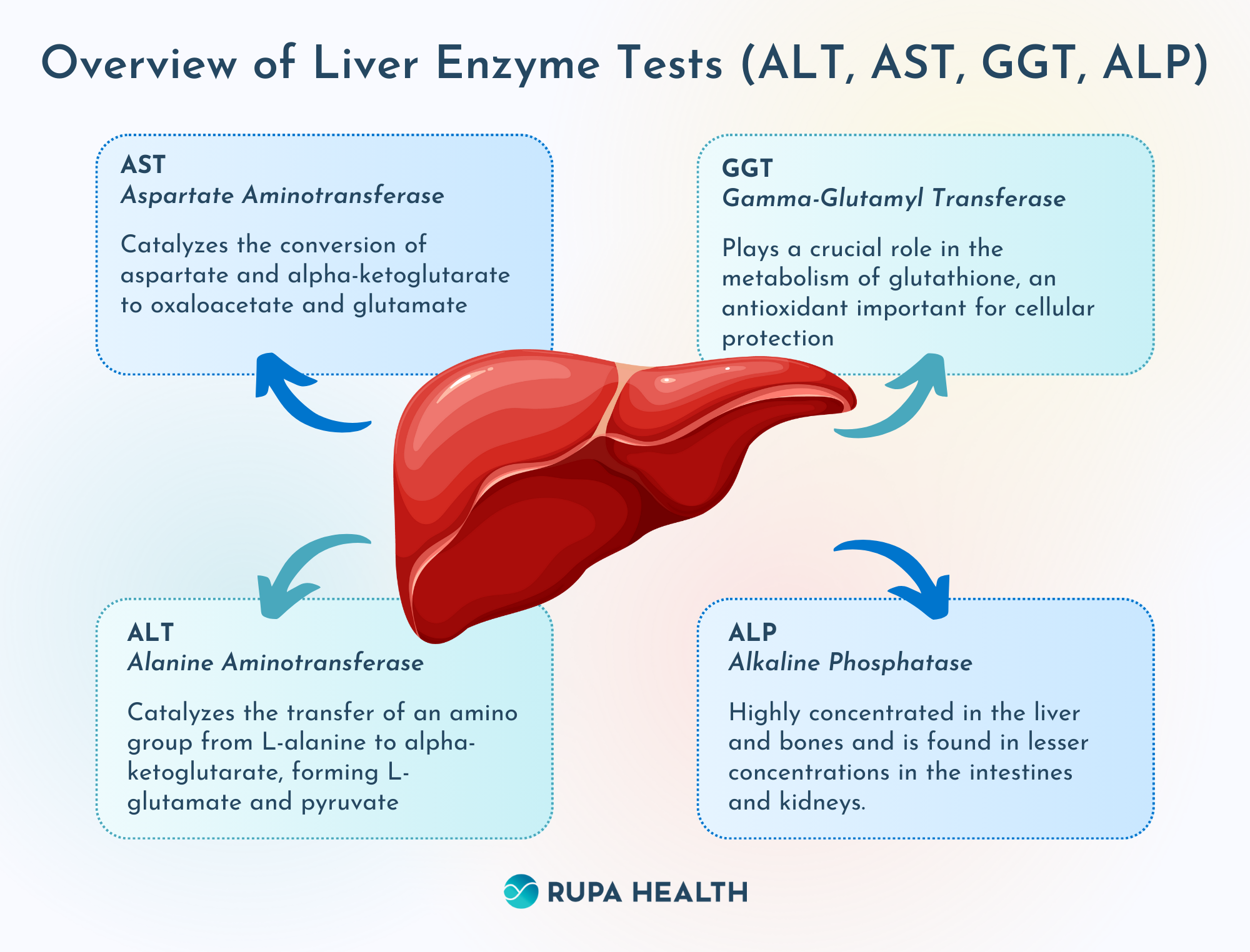 Interpreting Liver Enzyme Tests ALT AST And ALP In Liver Health Interpreting Liver Enzyme Tests ALT AST And ALP In Liver Health